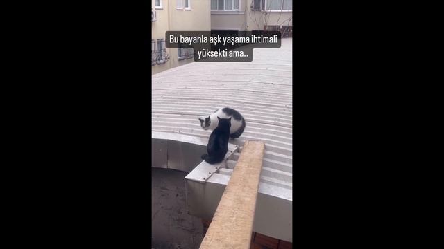 Kit ile kediler