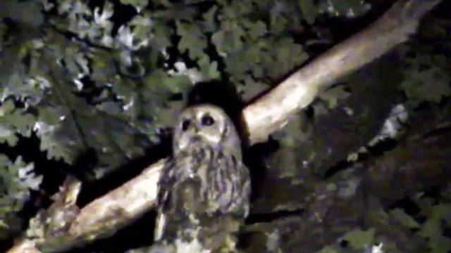 Серая неясыть 3 Пара на Уборти