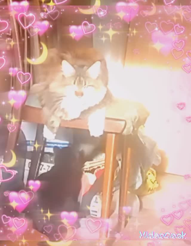 Как мейн-куны дамы воспринимают приемного ребенка со двора