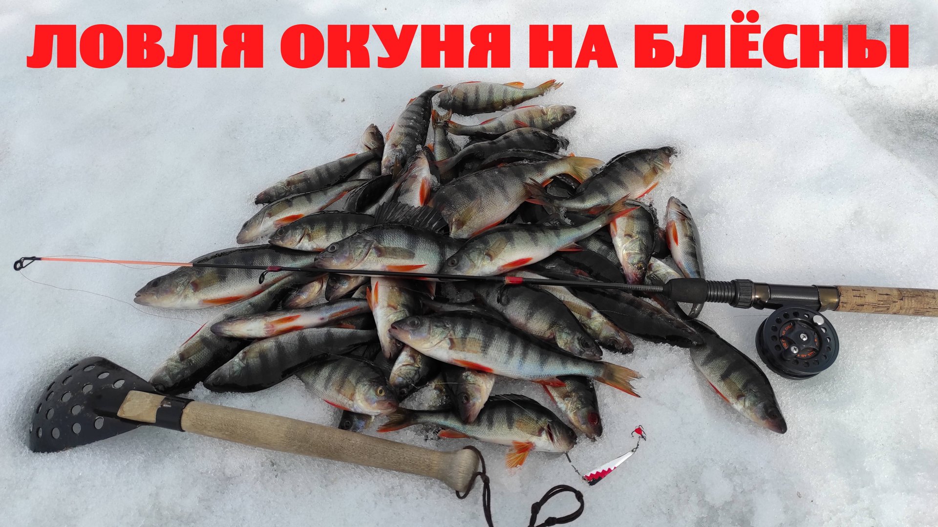 Ловля окуня на блёсны.