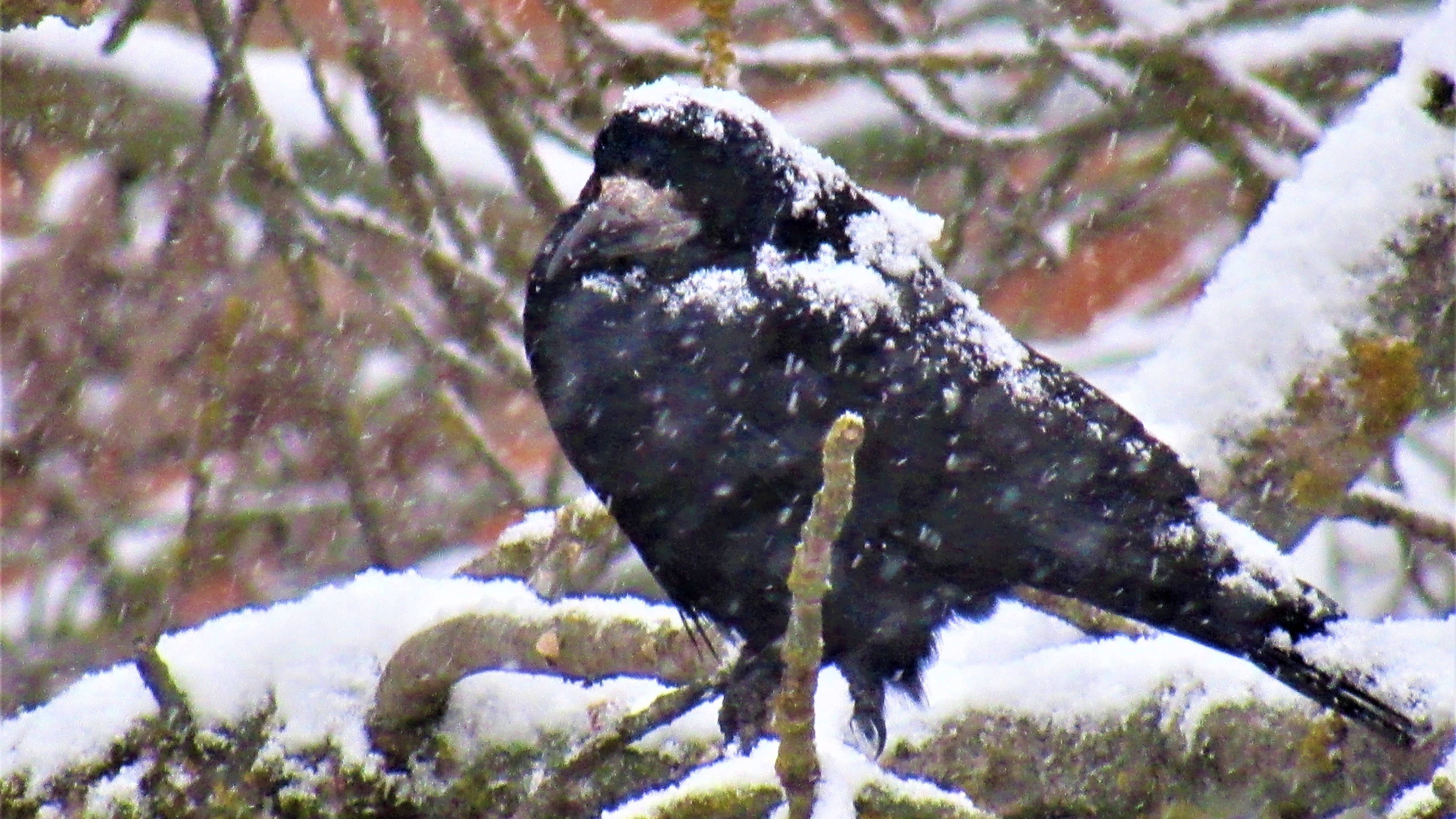 Александр Розенбаум - Дай мне минуту