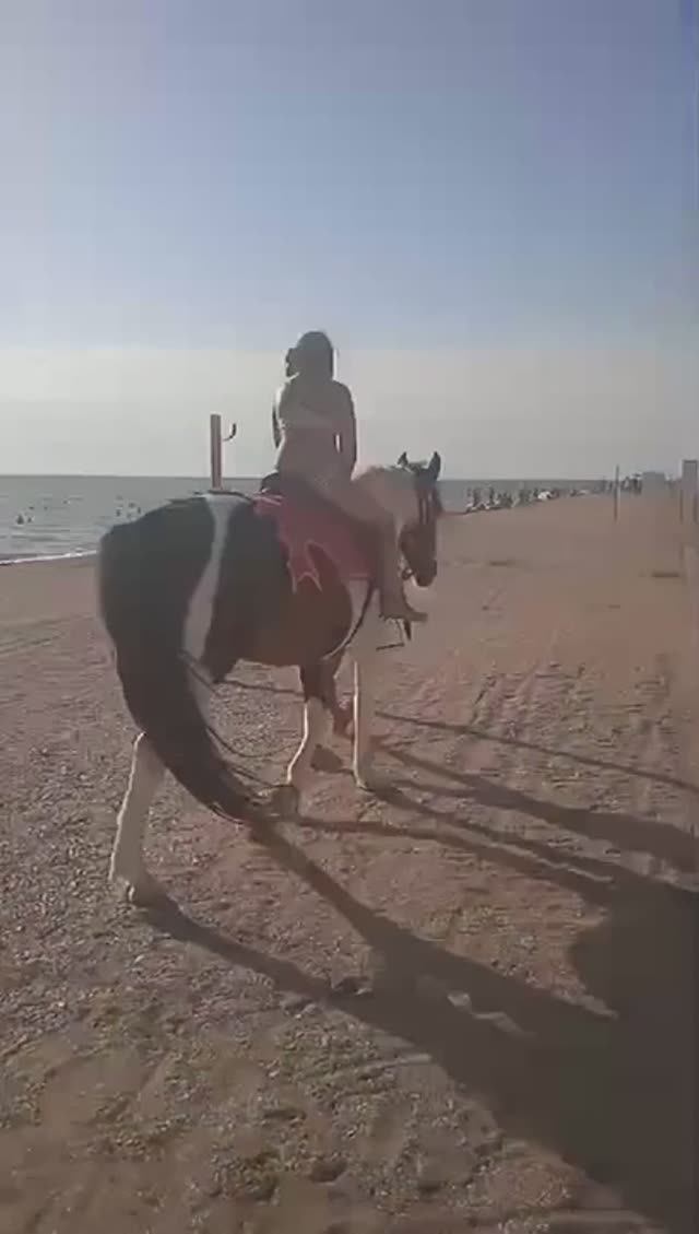 Кемпинг Коралл. Азовское море. Закат и лошадь.