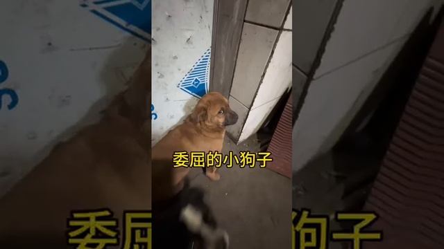 Сборник забавных и смешных видео о домашних животных – Эпизод 18