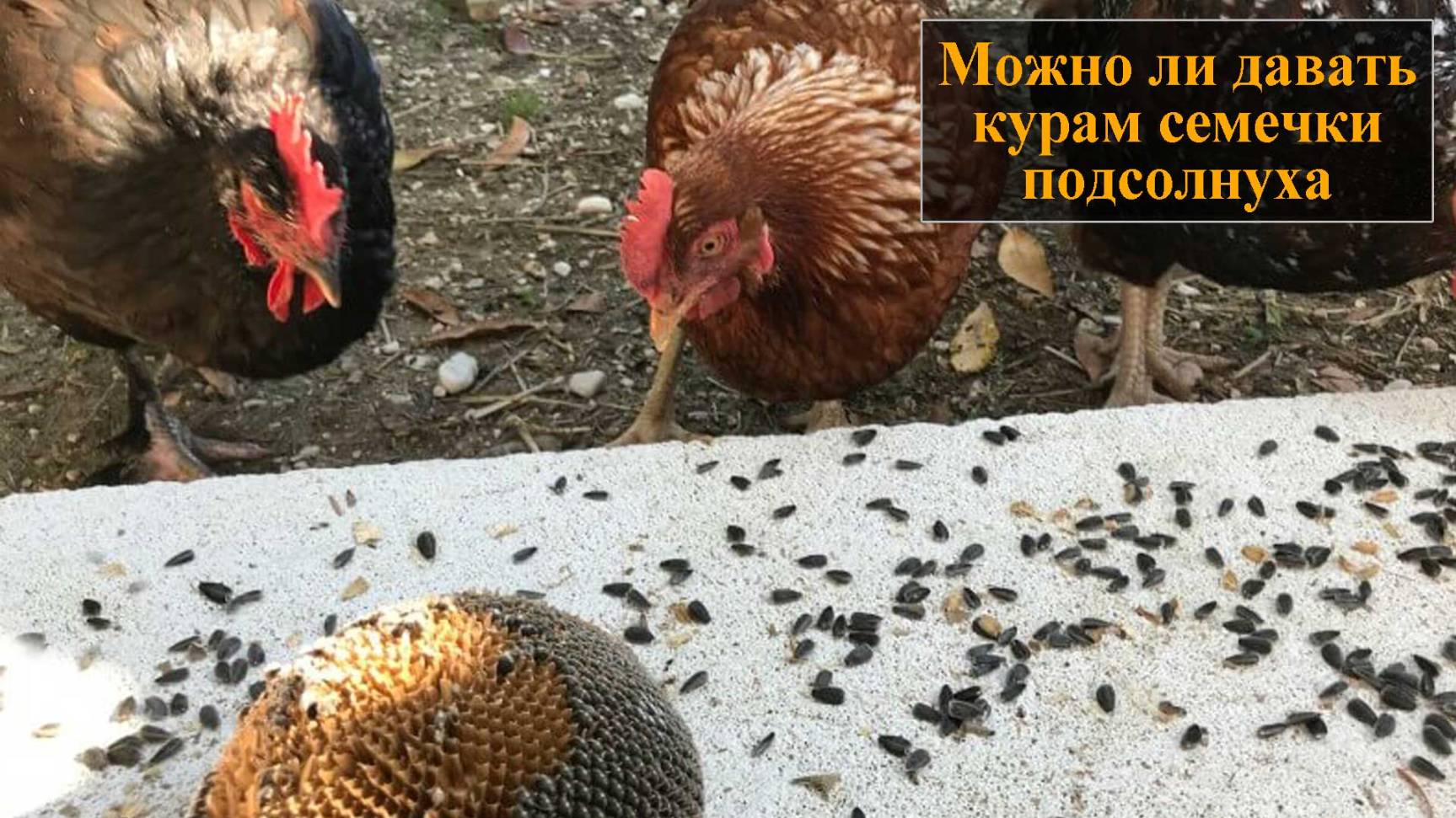 Можно ли давать курам семечки подсолнуха