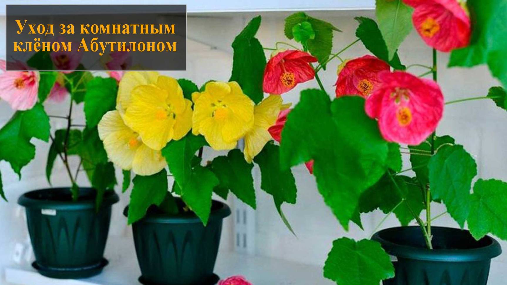 Абутилон комнатный клен уход в домашних условиях