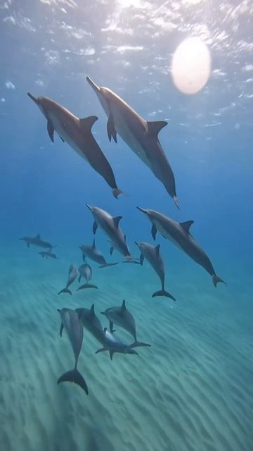 a flock of dolphins
