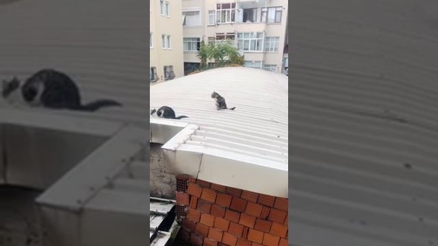Cats on the roof