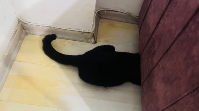 Kardan korkan kedi