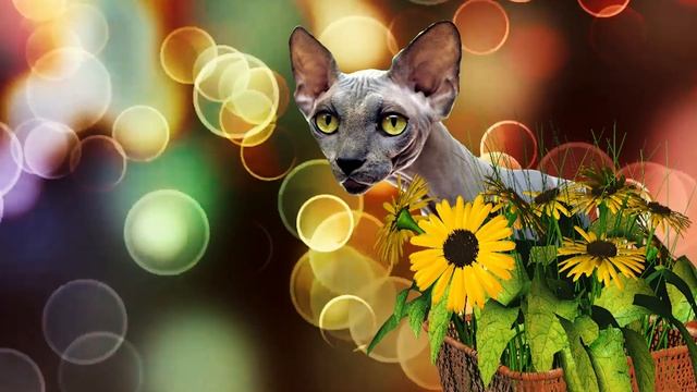 Киня( поздравление)