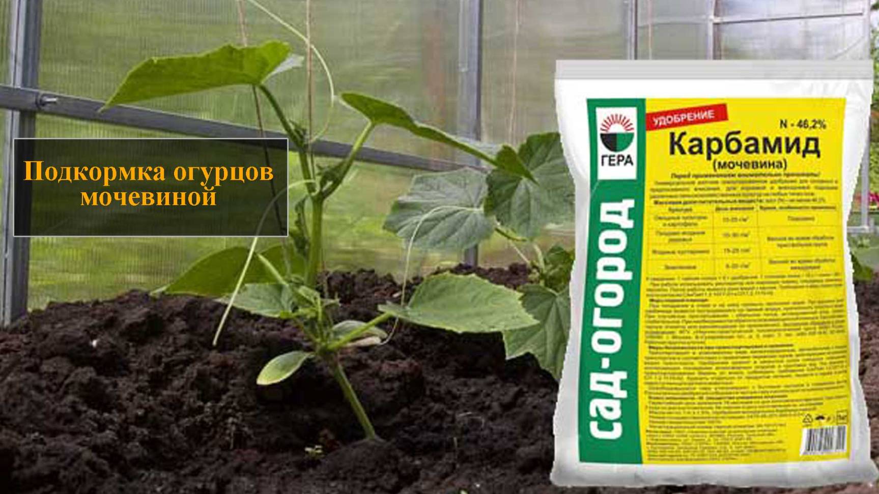 Подкормка огурцов мочевиной