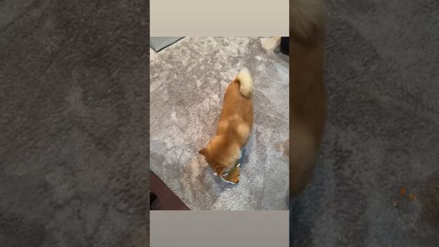 Сборник забавных и смешных видео о домашних животных – Эпизод 13