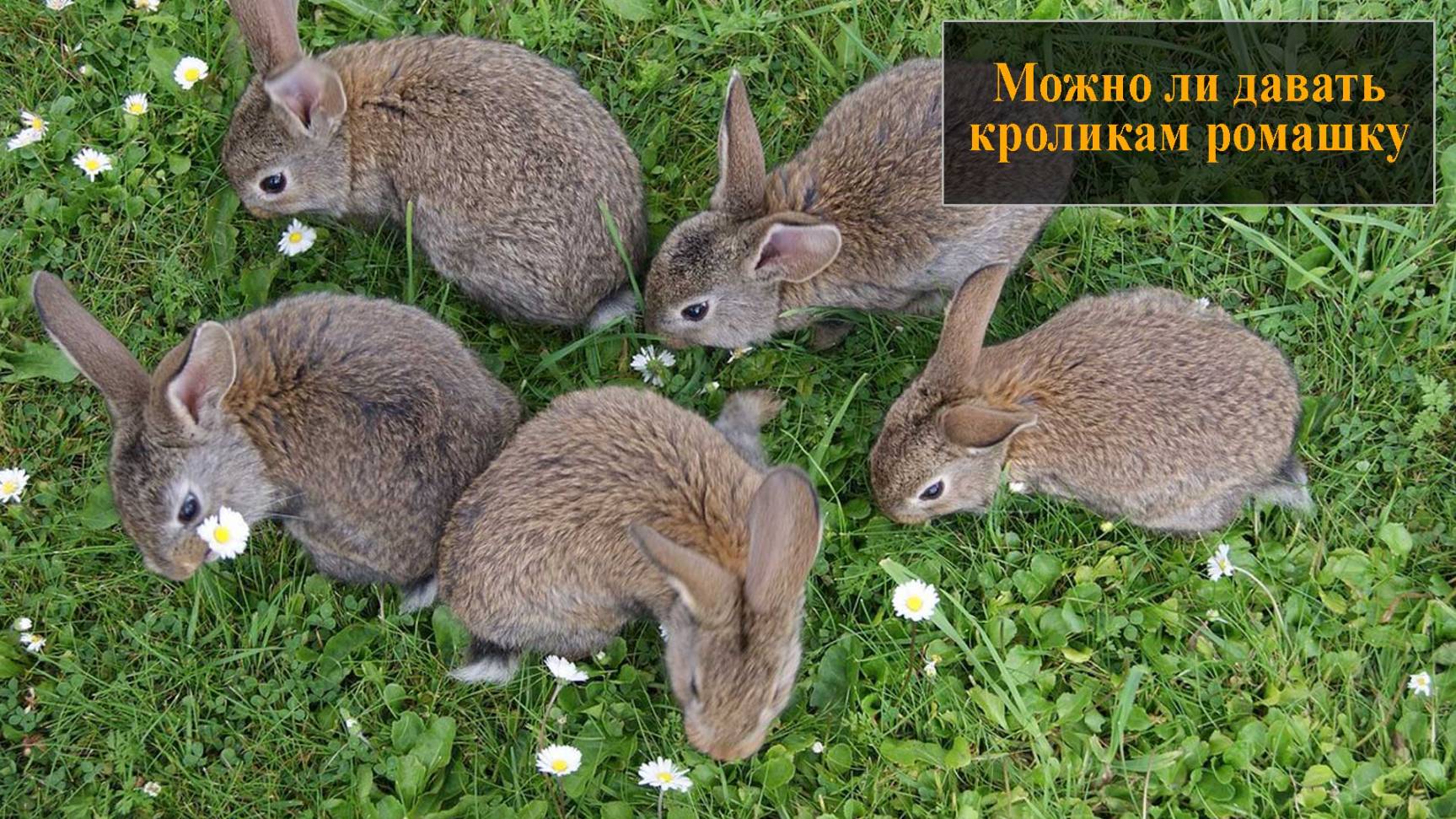 Можно ли давать ромашку кроликам