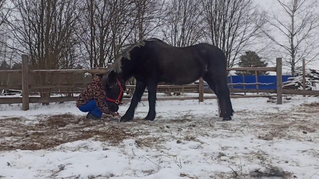 Занимаюсь с кобылой по курсу equiflow. Начало. Прошло 10 дней с покупки курса.