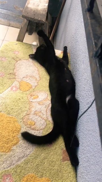 Kitty