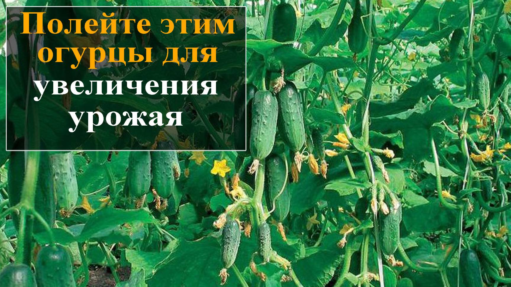 Полейте этим огурцы для увеличения урожая