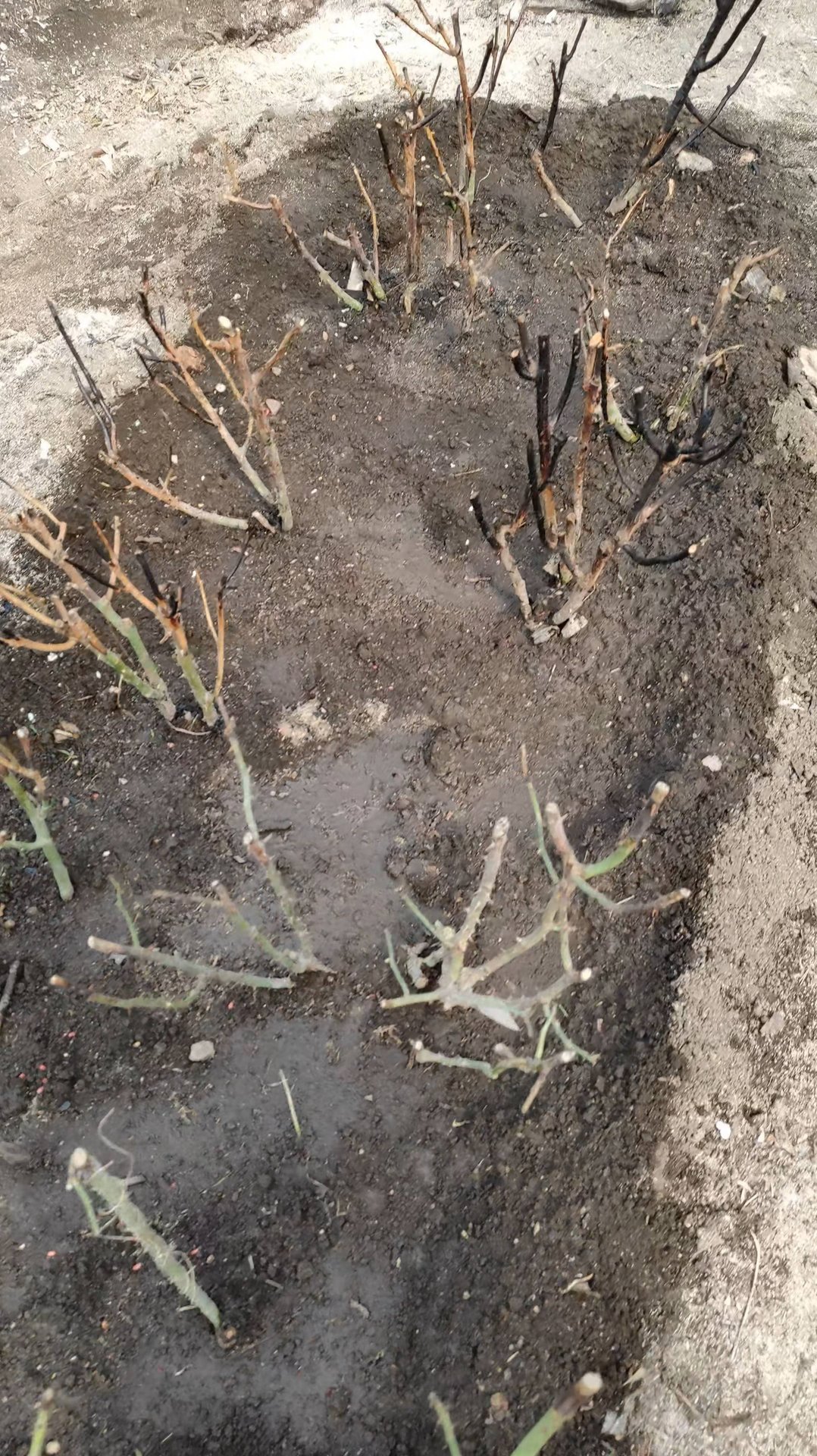 6 апреля 2022 - Вместе с теплицей сгорели частично розы