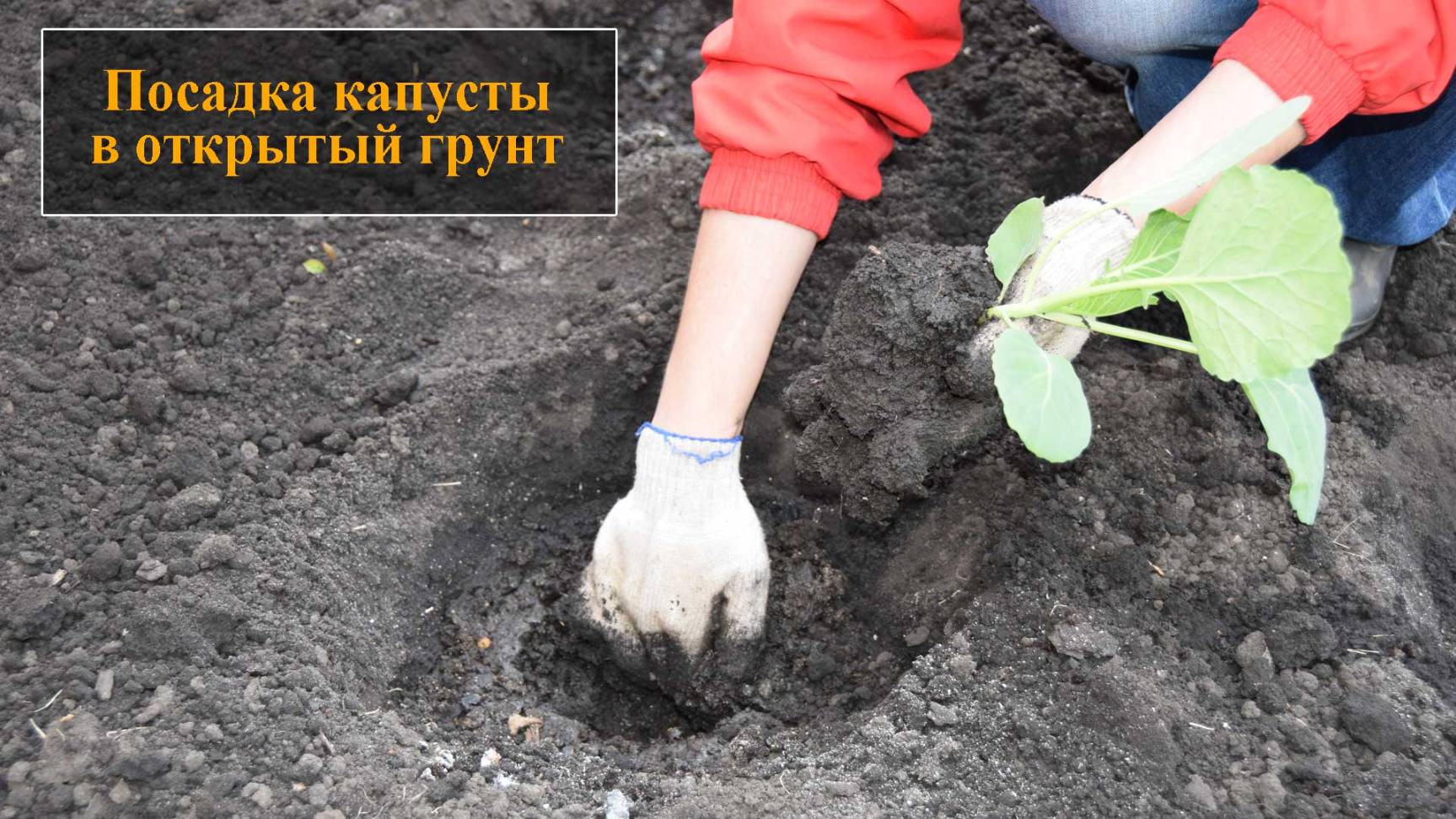 Посадка капусты в открытый грунт