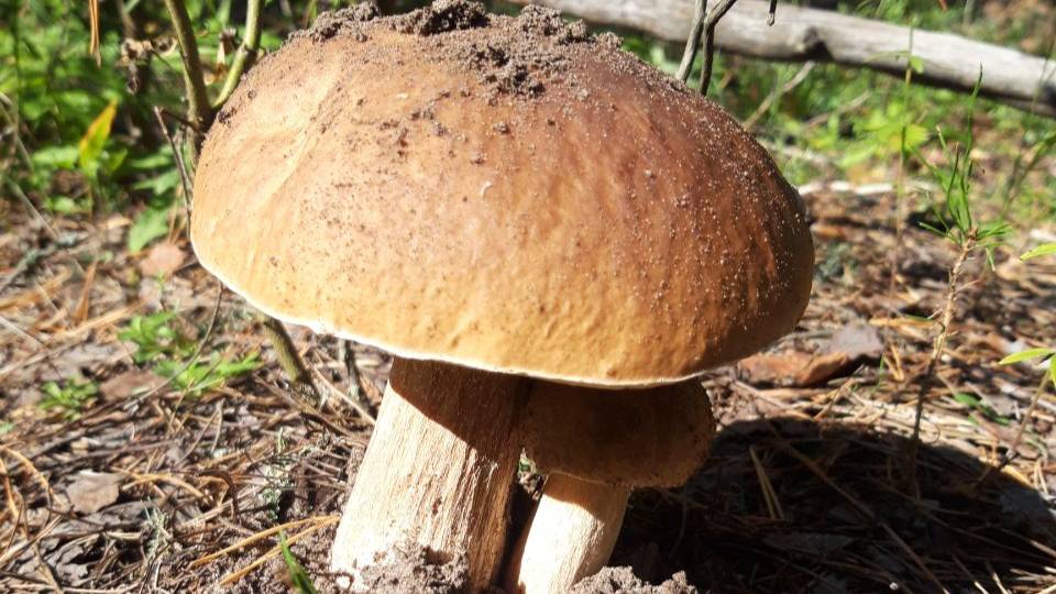 ЛЕС, СОБИРАЕМ ГРИБЫ! ТРЕТЬЯ СЕРИЯ ЗАКЛЮЧИТЕЛЬНАЯ. БЕЛЫЕ,ОПЯТА ,ВОЛНУШКИ, БЕЛЯНКИ, БЫЛО КРУТО!