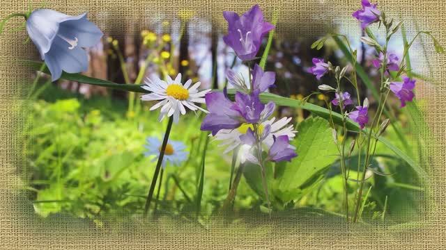 Ромашка и колокольчик