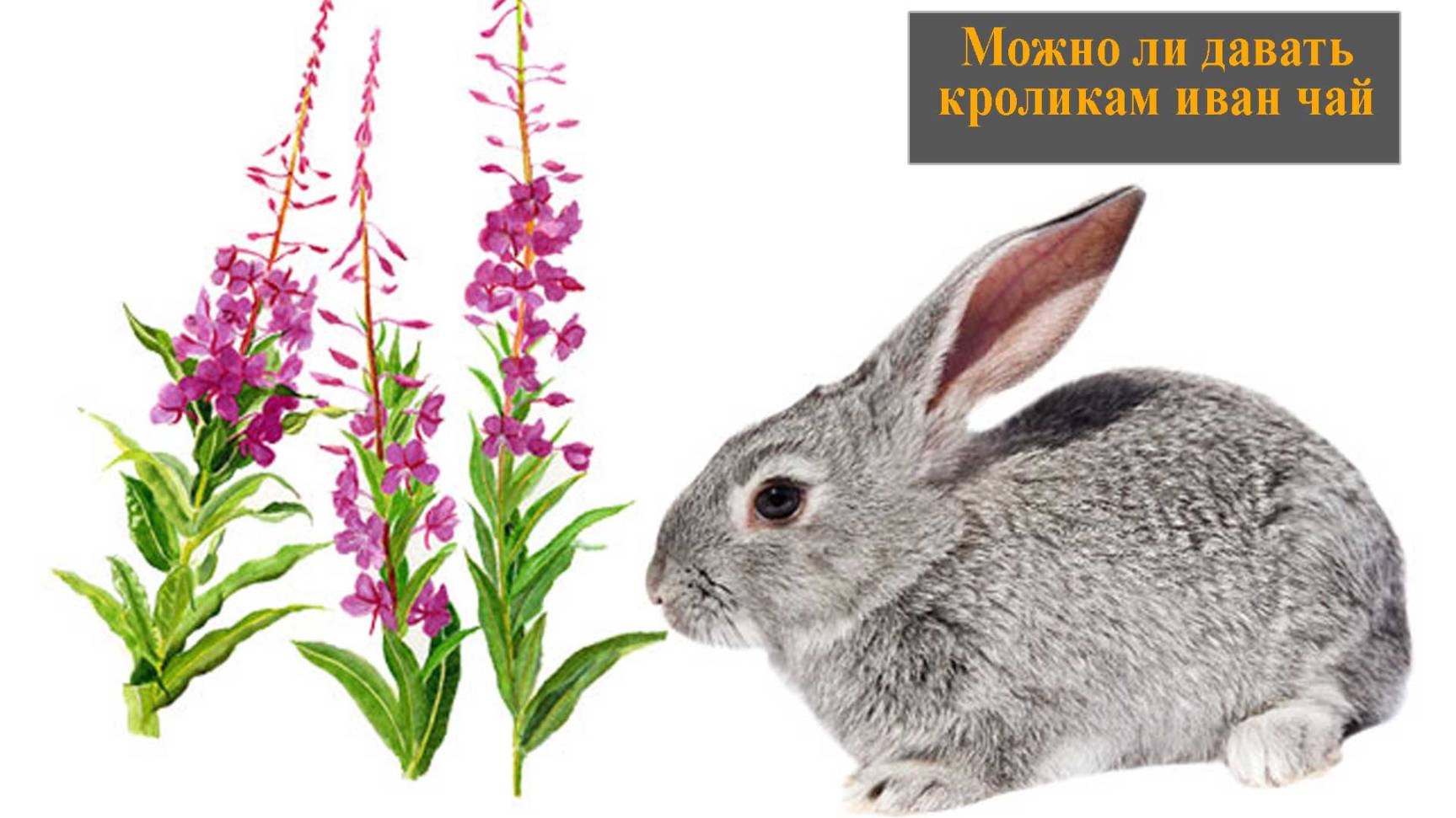 Можно ли давать кроликам иван чай