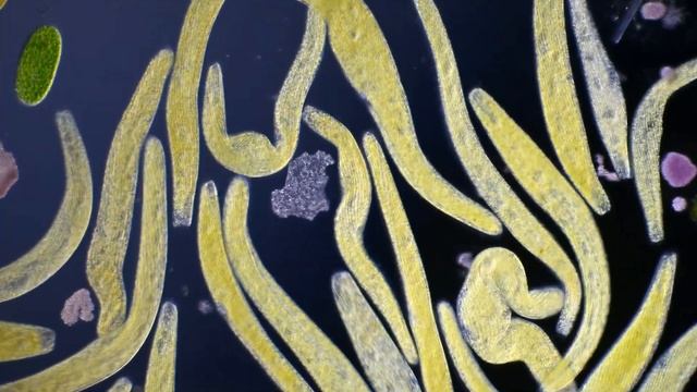 Микромир в капле воды