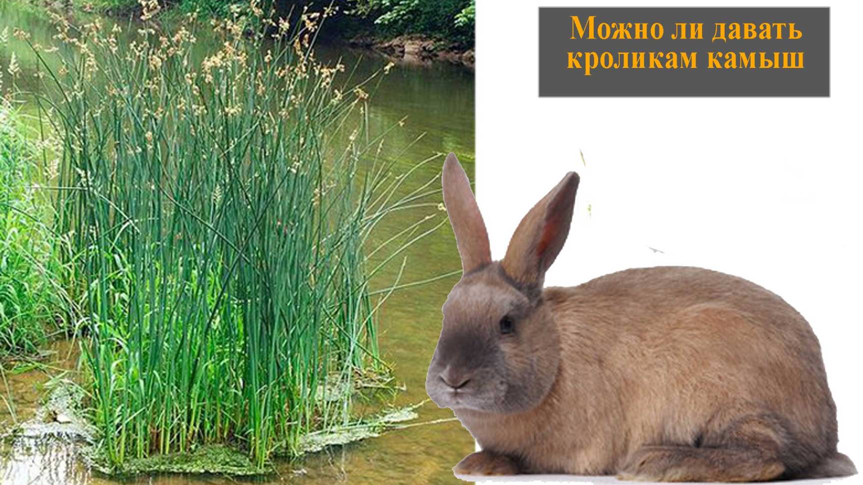 Можно ли давать кроликам камыш