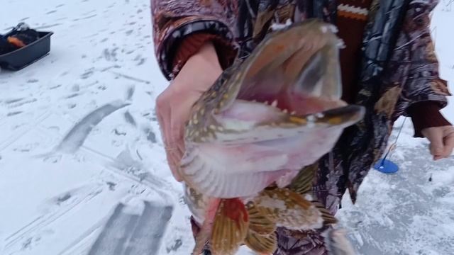 Волга 7-8 февраля 25 го