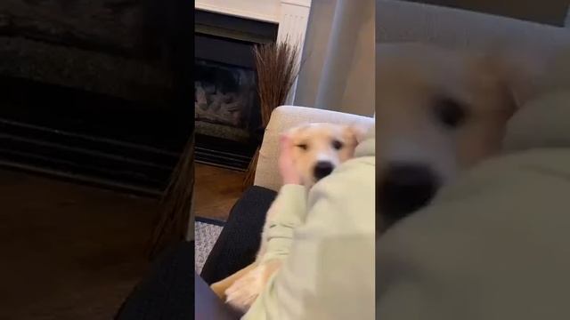 Сборник забавных и смешных видео о домашних животных – Эпизод 21