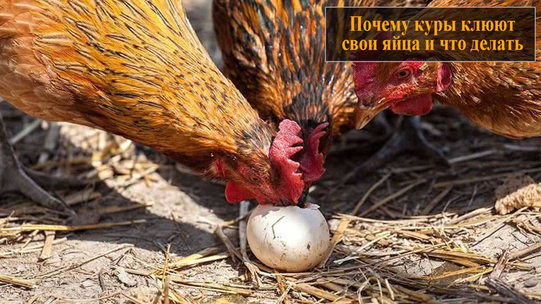 Почему куры клюют свои яйца что делать