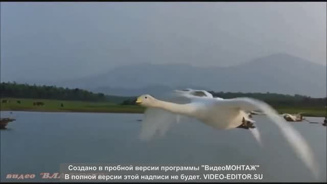 Музыка - Одинокий лебедь