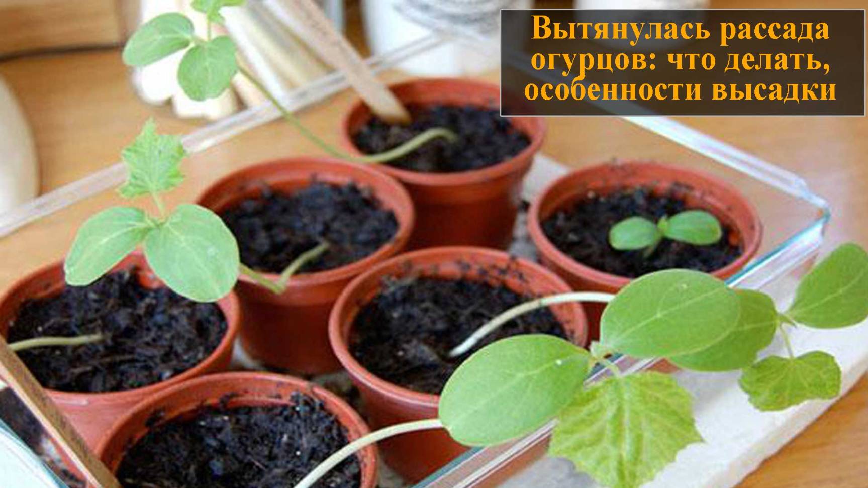 Рассада огурцов вытянулась что делать