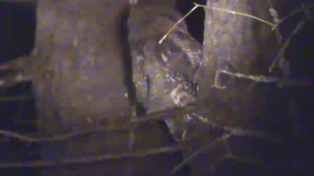 Серая неясыть 2 Семейство