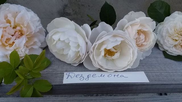 Светлые розы Остина, сравнение цветов! Летний обзор