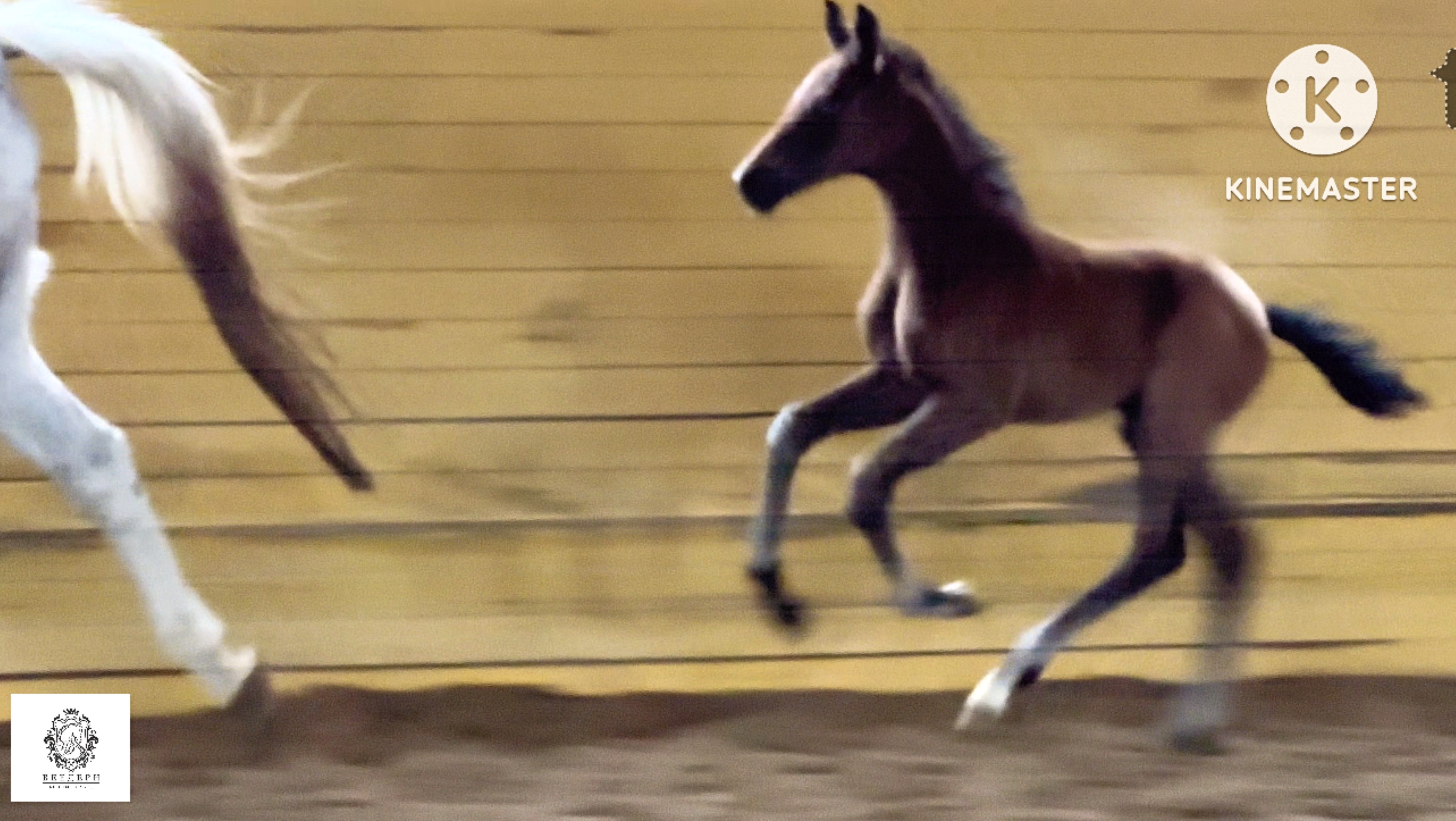 Жеребчик ДЕ ВИКОНТ WD, 2025 г.р. (Mr. De Niro - Вольнолюба).  #жеребятаотMrDeNiro