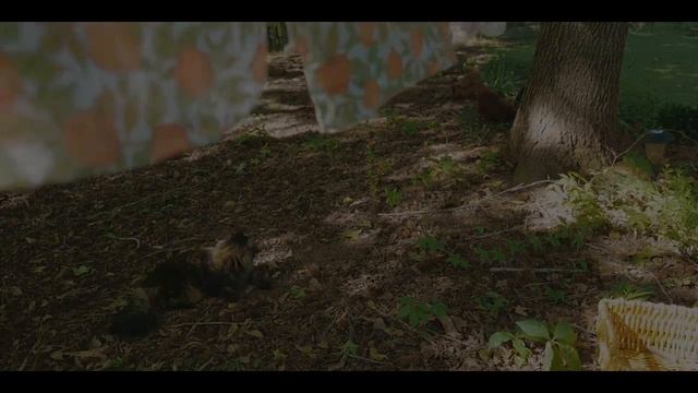 Неконива. Повседневная жизнь｜Печенье из сорняков в начале лета｜Засахаренная Сумирэ｜Пора домой