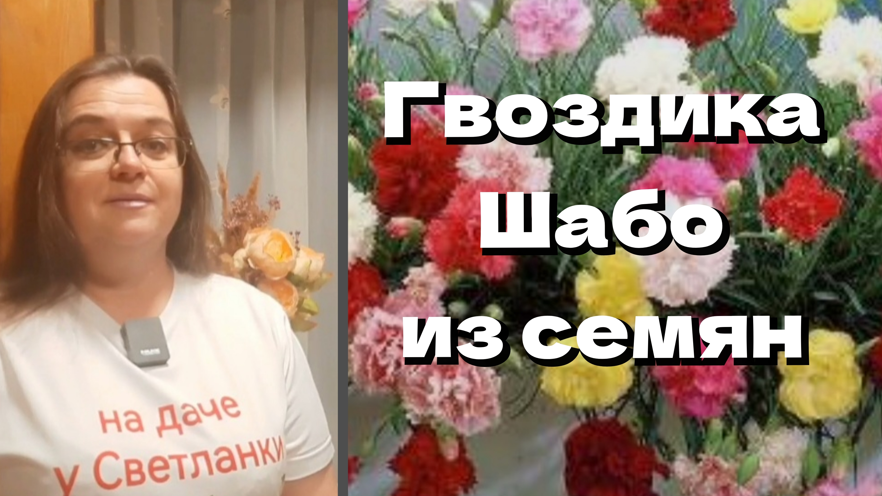 Рассада цветов. Гвоздика Шабо. Тонкости выращивания