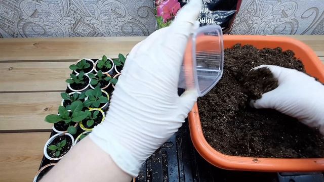 Пикировка петунии