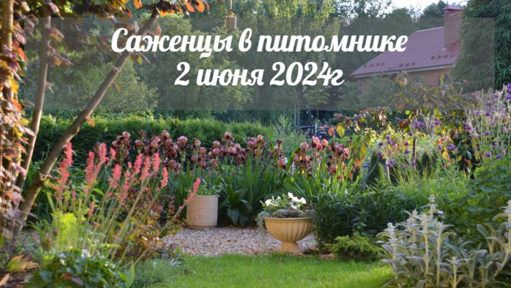 Обзор саженцев в питомнике 2 июня 2024г.