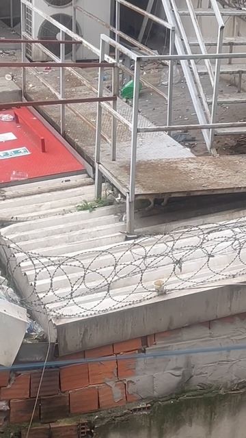Cats on the roof