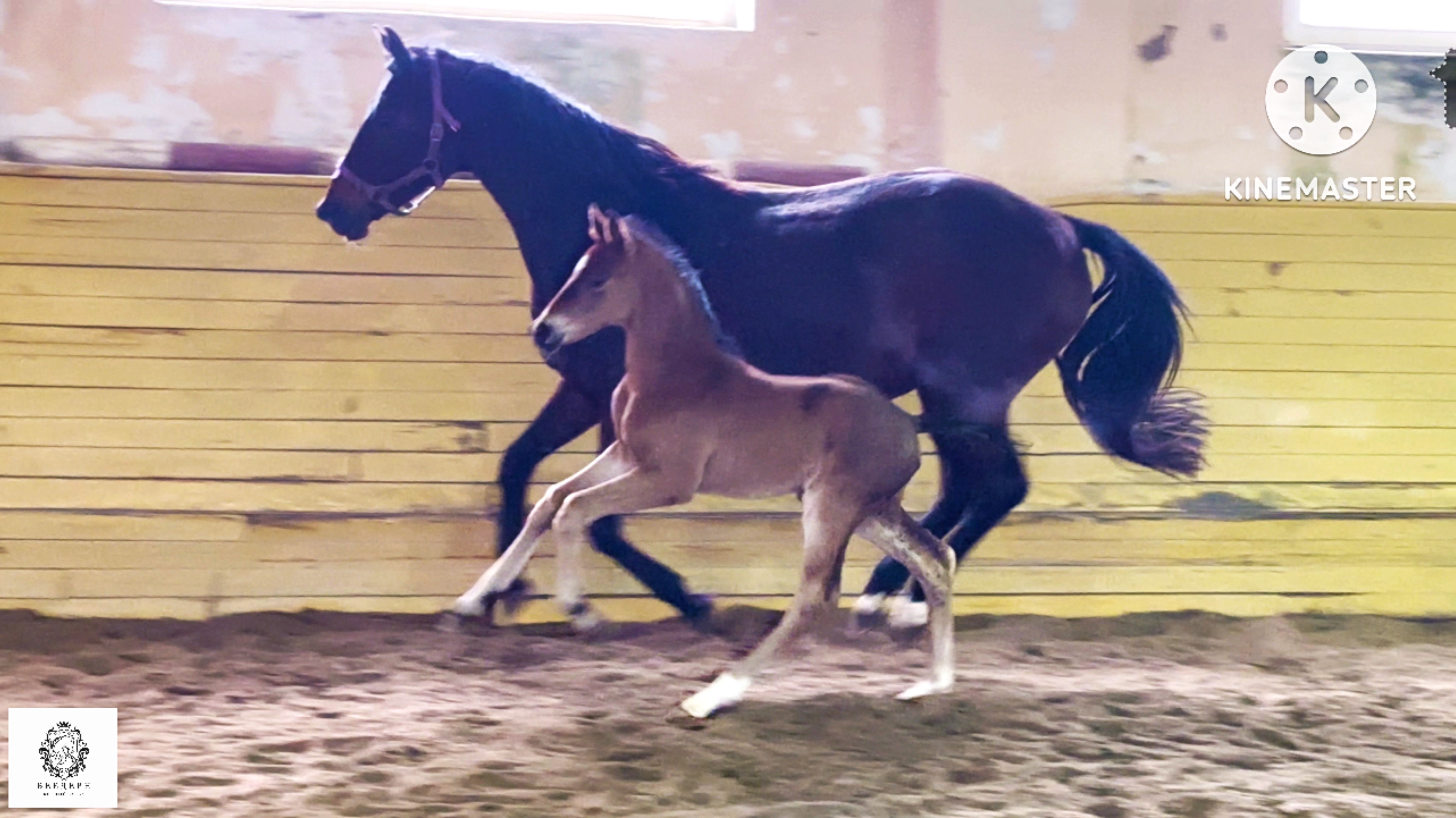 Жеребчик ДВИНСК WD, 2025 г.р.  #жеребятаотMrDeNiro