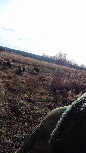 мир животных