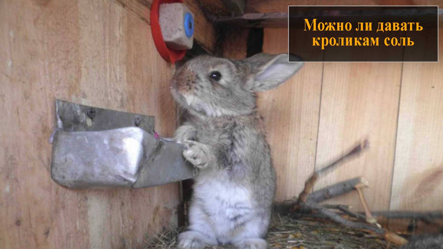 Можно ли давать кроликам соль