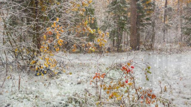 FM 154 –Метель