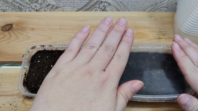 3 способа посева петунии на рассаду. Сеем кустовую петунию