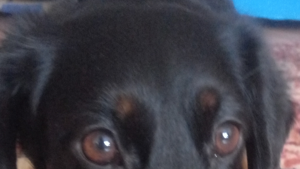 бобик далбаёбик