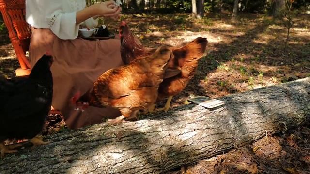 Неконива｜Рулет "Монблан" с тушеными каштанами / Крем для ухода за деревом с медовым воском