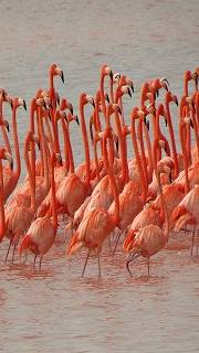 Кормежка Фламинго