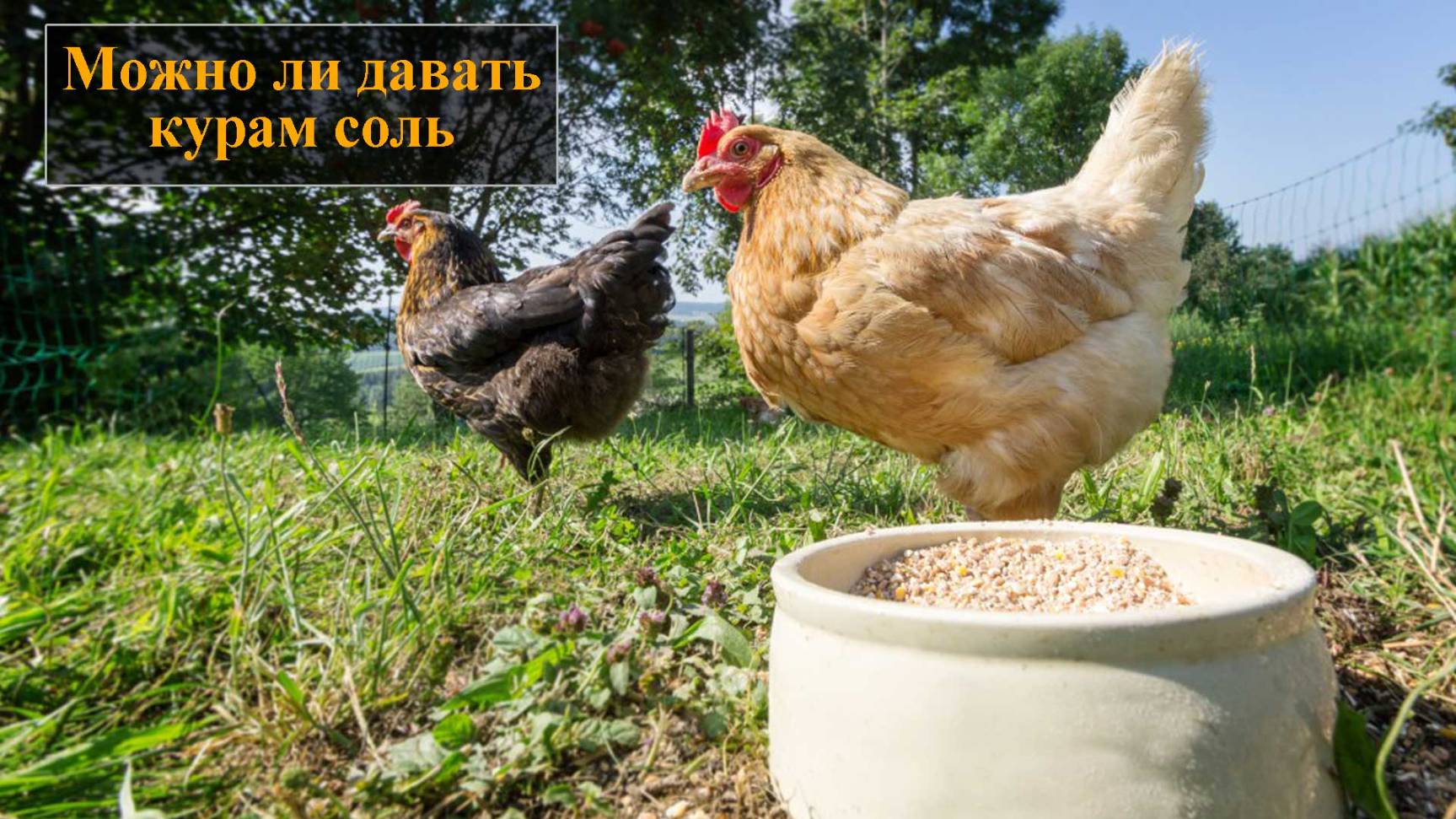 Можно ли давать курам соль