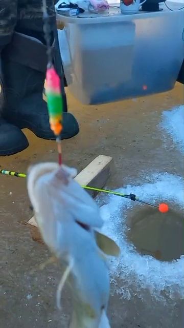 Булер № 4 от  Mr.Musurok в деле 🎣