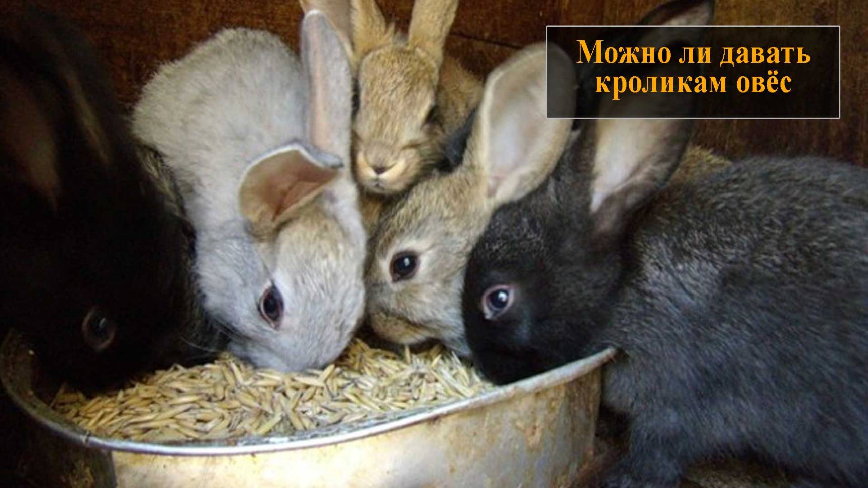 Можно ли кроликам давать овес